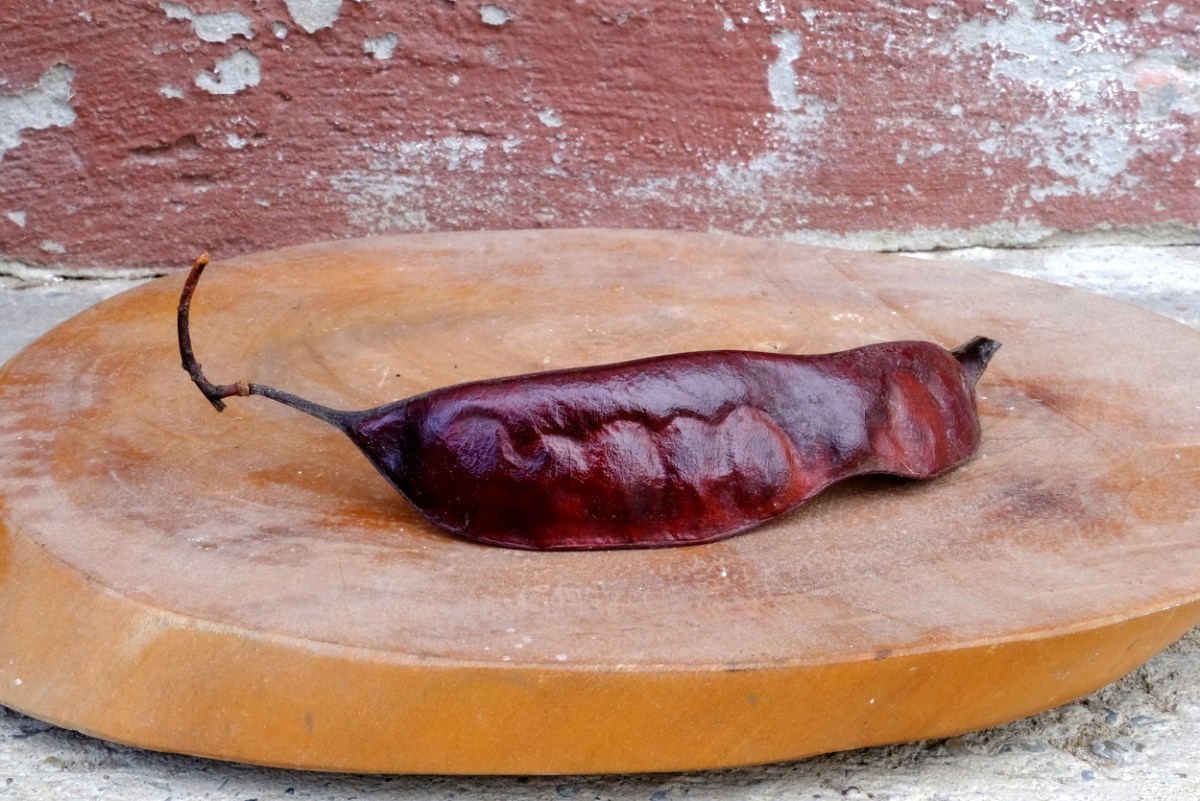 How to dye with carob pods – CINDY Needle Art